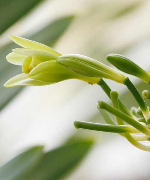 Vanilla is an orchid original from Mexico! – Villa Vainilla